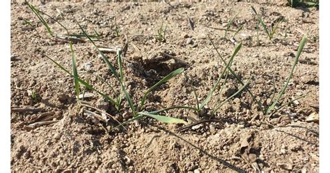 До 4 декември приемат заявления за компенсиране на щетите от сушата Български Фермер