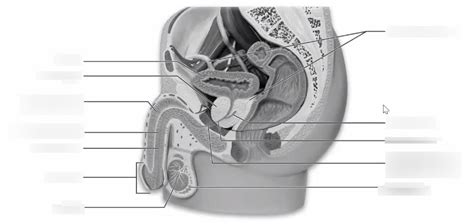 Final Lab Quiz Part 4 Diagram Quizlet