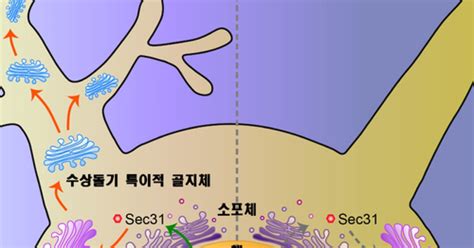 dgist 연구팀 치매 등 특이적 골지체 퇴행성 뇌질환 유발기전 세계 최초 규명
