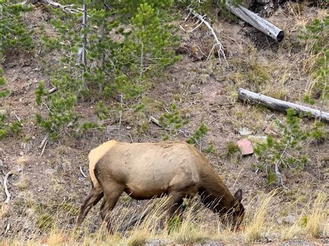 Wyoming Game And Fish Commission Invests In Wildlife Crossings