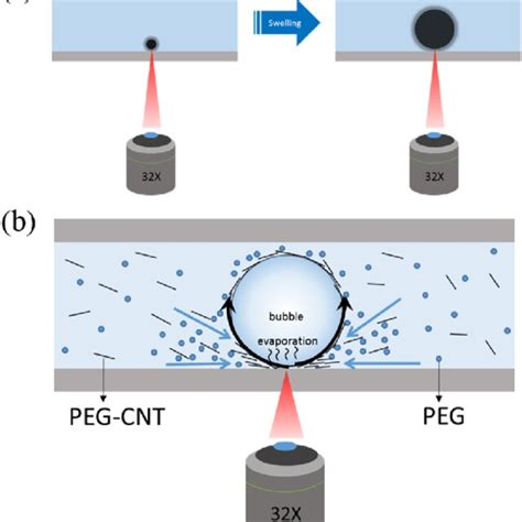 A A Schematic Of The Peg Cnts Microcapsule Growth Process B The Download Scientific