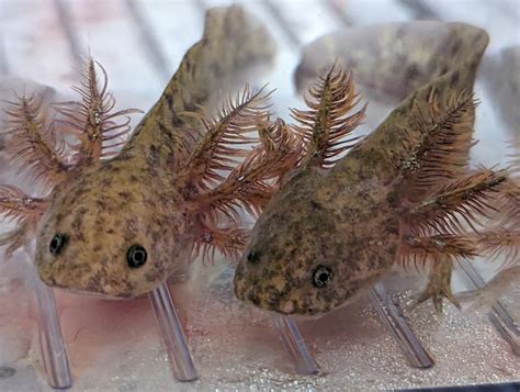 What Kinds Of Axolotls Are There The Mottled Lotl