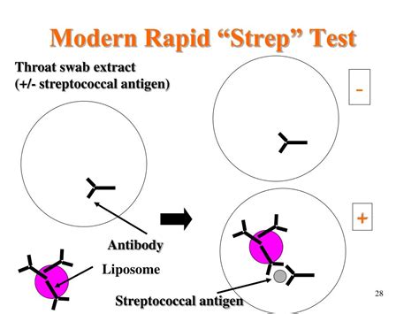 PPT Streptococci Gram Positive Cocci Lecture 45 PowerPoint Presentation ID 524591