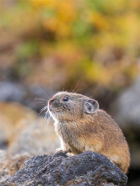 더쿠 작고 귀여운 우는토끼 pika