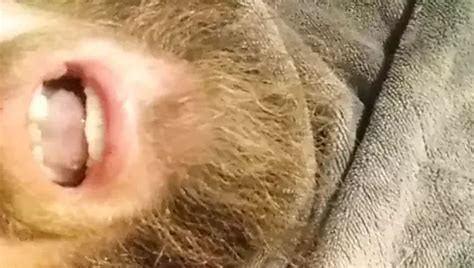 Free Gay Cum Eating Porn Videos Xhamster