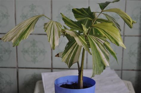 Пальма кариота – уход в домашних условиях. Выращивание кариоты ...