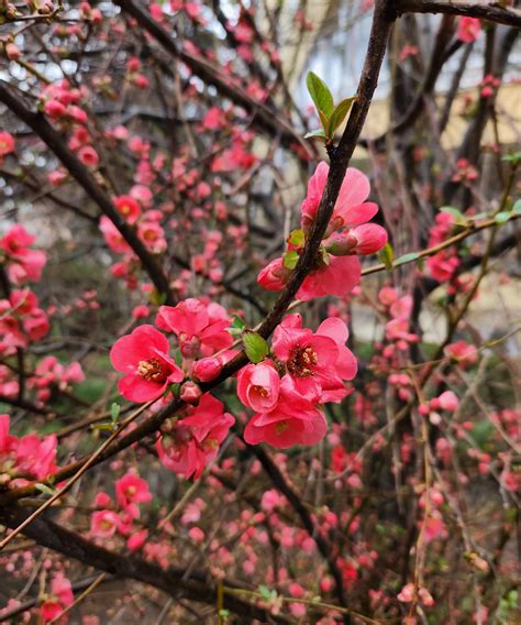 I Like This Tree But Don T Know The Species R BotanicalPorn