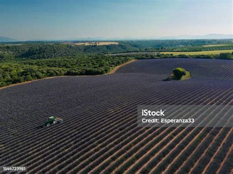 Plateau De Valensole 라벤더 밭과 오트 알프스 프로방스 코트 다 쥐르 의 일몰에 살포하는 트랙터 조감도 0명에 대한 스톡 사진 및 기타 이미지 Istock