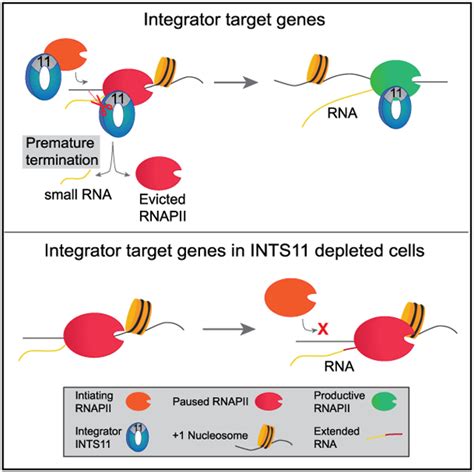 The Human Integrator Complex Facilitates Transcriptional Elongation By Endonucleolytic Cleavage