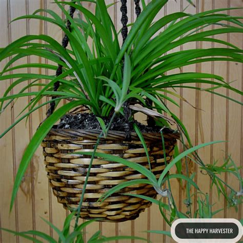 10 Spider Plant Varieties A Comprehensive Guide The Happy Harvester