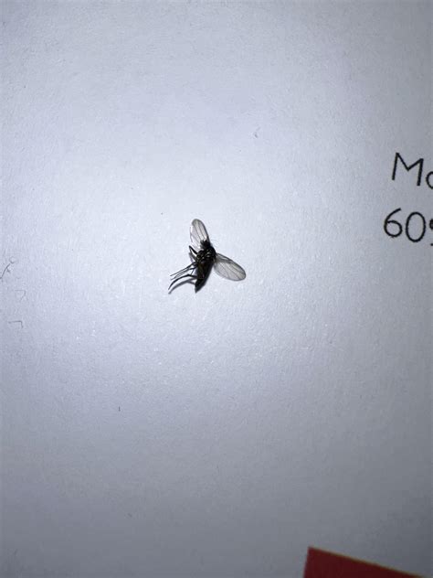 What Type Of Tiny Fly Is This R Whatsthisbug