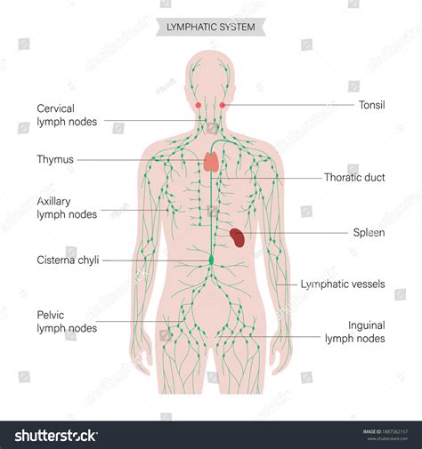 Lymph Node Locations Male