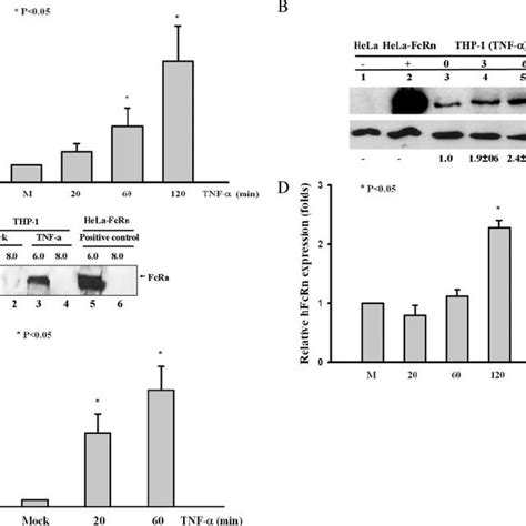 Mapping Of Nf ␬ B Binding Sequence S In The Human Fcrn Gene By Chip Download Scientific