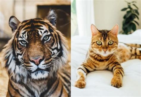 Domestic Cats That Look Like Tigers Bengal Cat Looks Like A Mini Tiger