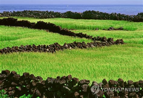 제주 청보리밭 가른 밭담 풍경 연합뉴스