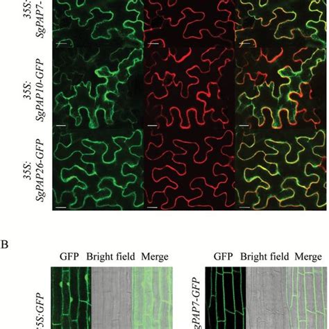 Subcellular Localization Of Sgpaps A Transient Expression In Tobacco