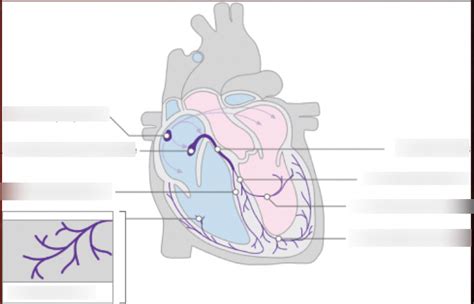 Conduction Pathway Landmarks Diagram Quizlet