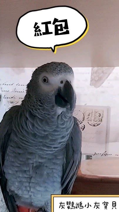 灰鸚鵡小灰寶貝新的拜年口號～來開車啊小灰寶貝parrot 灰鸚鵡愛說話 灰鸚鵡愛講話 灰鸚鵡小灰 灰鸚鵡小灰寶貝 Youtube