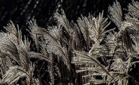 80000 Free Grass And Nature Images Pixabay