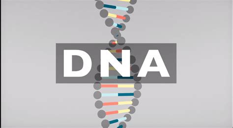 Dna Explained — Cool Infographics