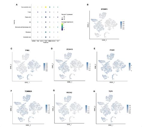 Location And Expression Of 7 Genes In Prognostic Signature At The