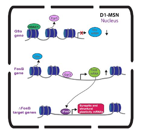 Table 1 From Beyond Neuronal Activity Markers Select Immediate Early Genes In Striatal Neuron