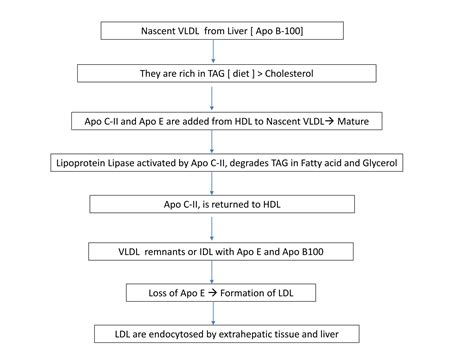 Lipoprotein Metabolismpptx Hdl Metabolism Ldl Metabolis Vldl