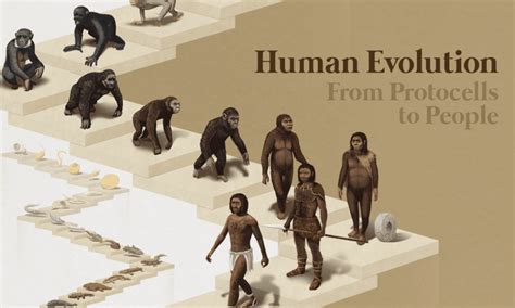 Evolution Of Humans