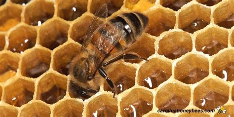 How Do Bees Make Honey Carolina Honeybees