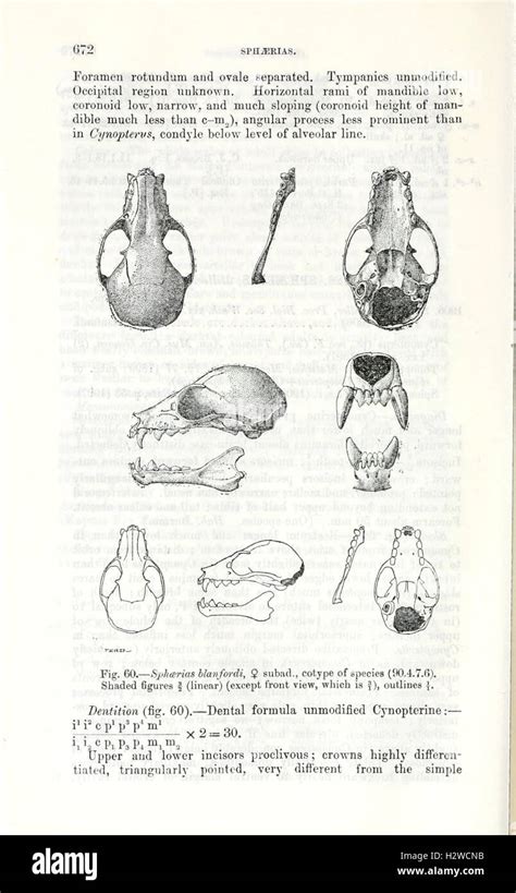This Catalogue Lists The Chiroptera Bat Species In The Collection Of