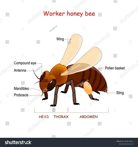 Honey Bee Diagram Photos And Images Shutterstock