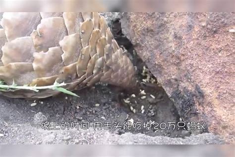 穿山甲闯入蚂蚁穴，用舌头一晚上吃掉20万只蚂蚁，舌技堪称一绝！