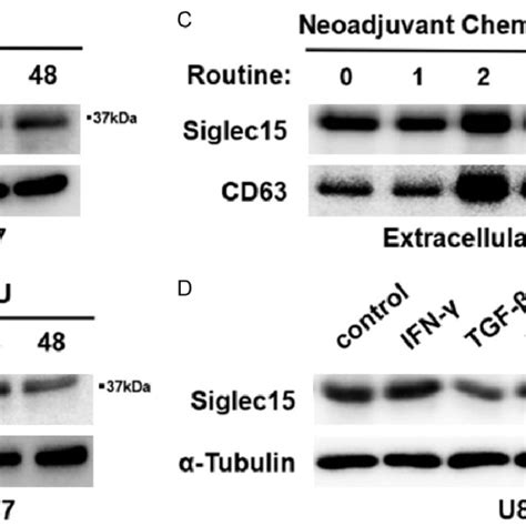 The Interaction Between Cd24 On Tumor Cells And Siglec 10 On Immune Download Scientific