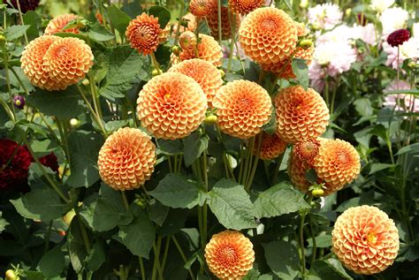 Безплатна снимка природа разцвет оранжев цвят цветен цветя далия листенца праскова