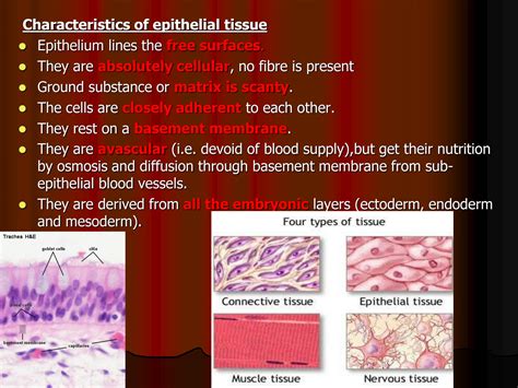 SOLUTION Everything You Need To Know About Epithelial Tissue Studypool