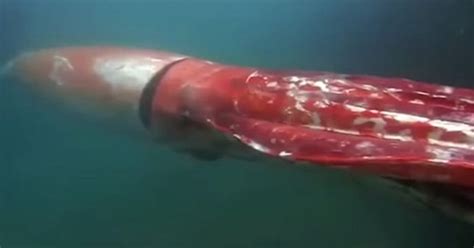 Watch Biggest Ever Giant Squid Caught On Camera In Extremely Rare