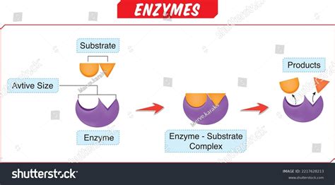 Enzyme Unit Diagram At John Rosado Blog