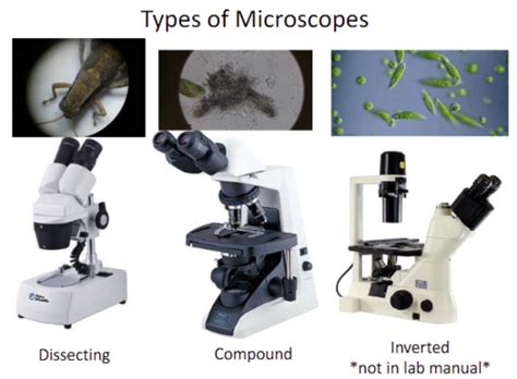 Bio Lab 1501 Midterm Exam 1 NO FUNGI Flashcards Quizlet