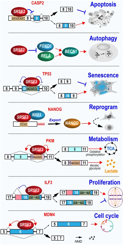 Oncogenic Srsf3 In Health And Diseases Pmc