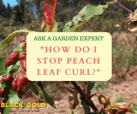 How Do I Stop Peach Leaf Curl Black Gold