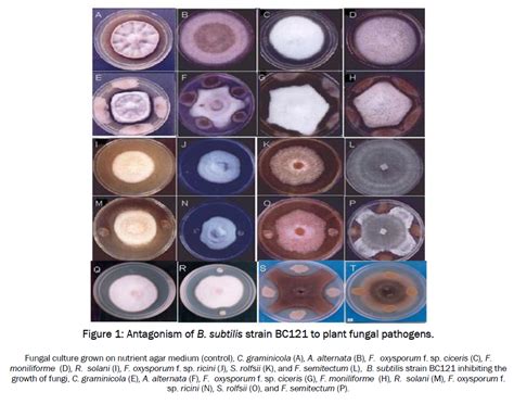 Identification Of A Broad Spectrum Antifungal Chitinase From Bacillus Subtilis Strain Bc121
