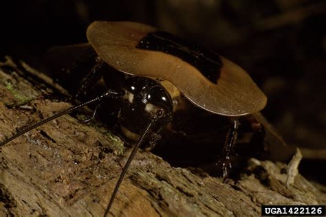 Giant Cave Cockroach Blaberus Giganteus Cave Cockroach Insect