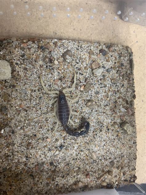 Parabuthus Schlechteri Burrowing Thicktail Scorpion — Arachnid Rarities