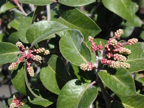 Rhus Ovata