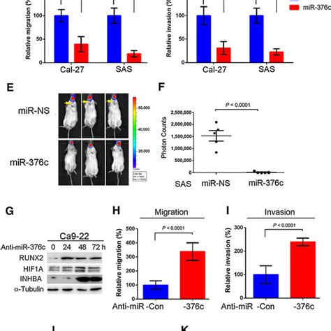 Runx2 Regulates Inhba To Promote Hnscc Migration Invasion And