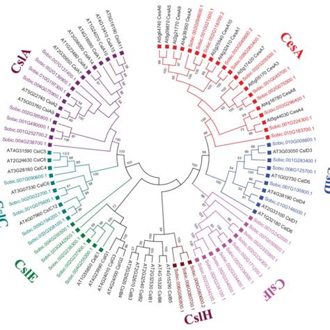 Unrooted Phylogenetic Tree Representing Cellulase Synthase Cesa And