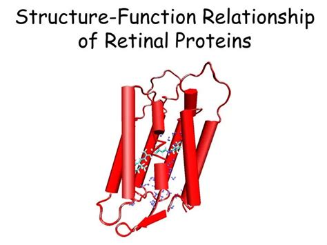 Ppt Structure Function Relationship Of Retinal Proteins Powerpoint Presentation Id4525926