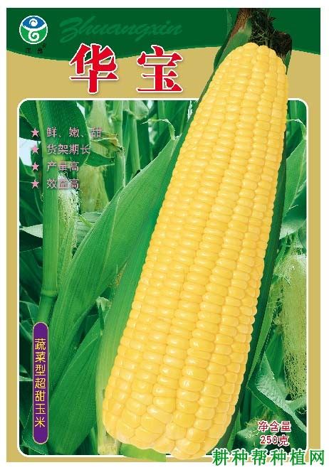 华宝玉米品种介绍 耕种帮种植网