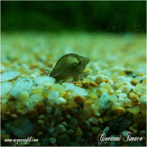 Physa Marmorata Acquariofili