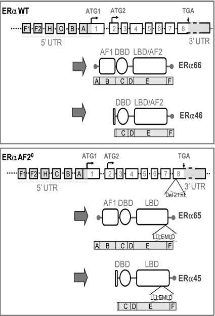 Activation Function 2 AF2 Of Estrogen Receptor Alpha Is Required For The Atheroprotective
